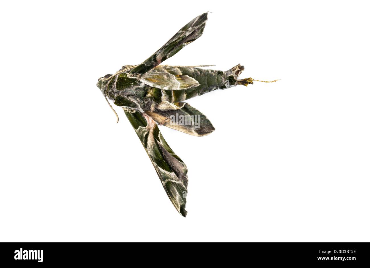 Daphnis nerii oleander hawk moth, roadkilled specimen from Alicante ...