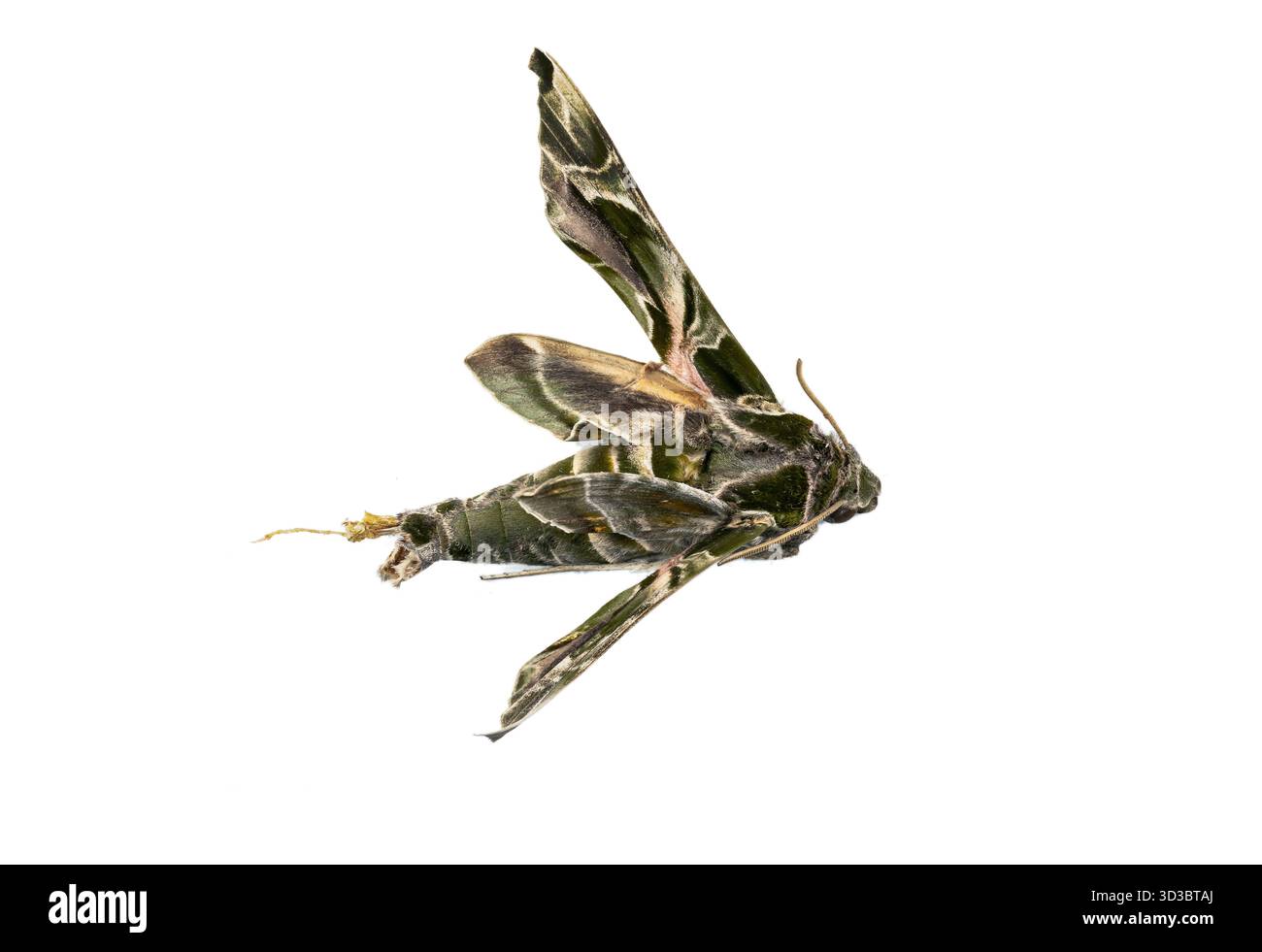 Daphnis nerii oleander hawk moth, roadkilled specimen from Alicante ...