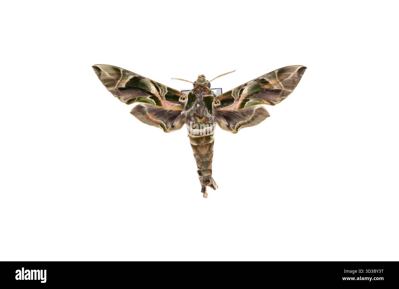 Comunidad de insectos hi-res stock photography and images - Alamy