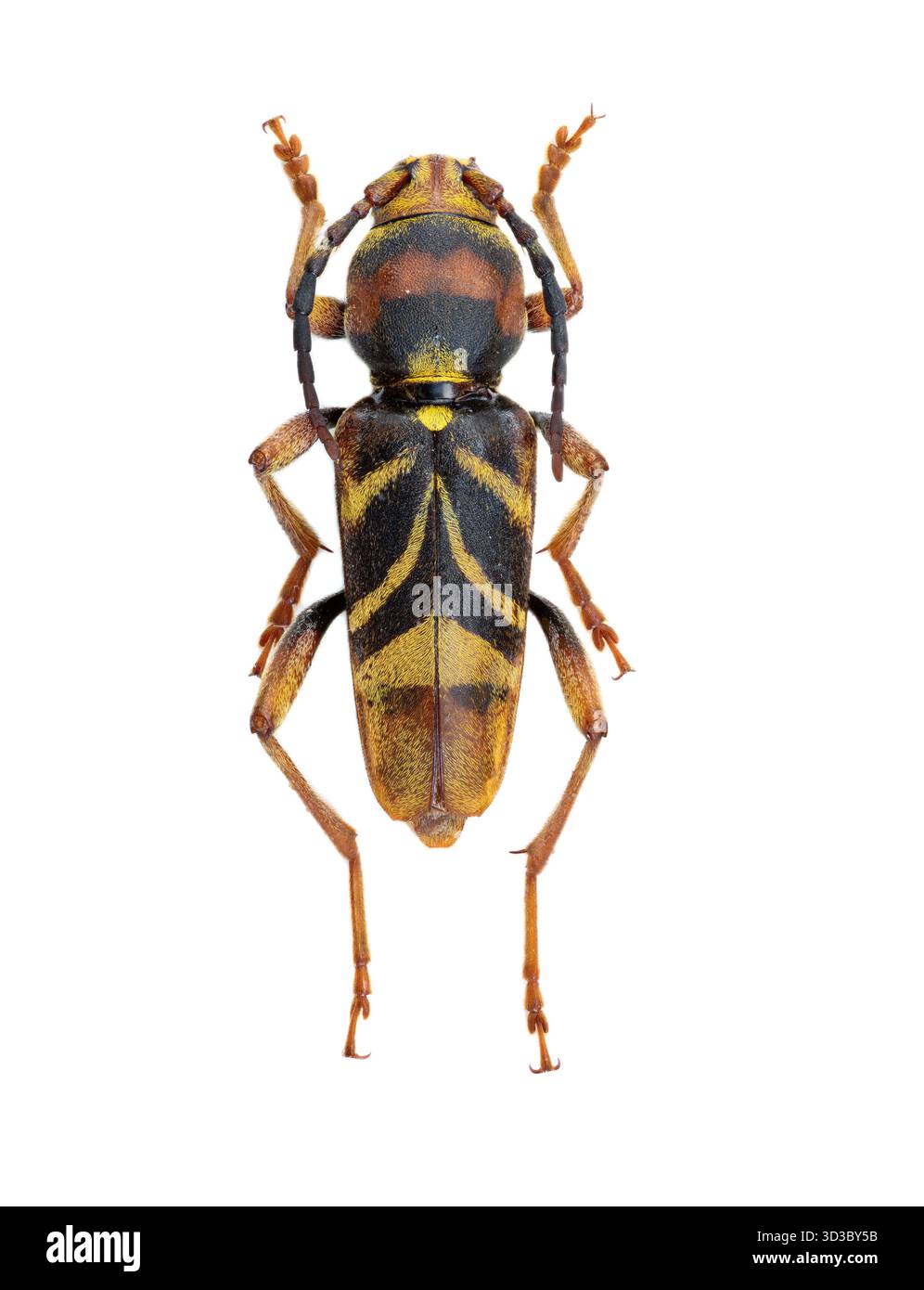 Xylotrechus chinensis male museum specimen, preserved mulberry longhorn ...