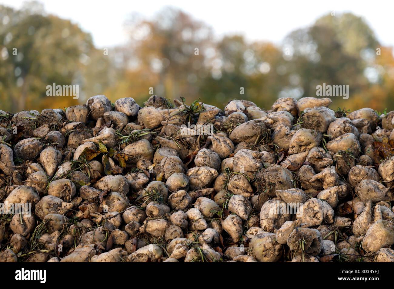 Sugar beets (Beta vulgaris) on a field near Cologne. In conventional ...