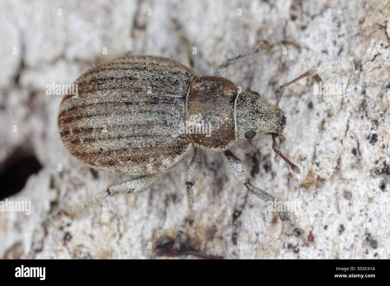 Philopedon plagiatum (sometimes Philopedon plagiatus), the marram ...