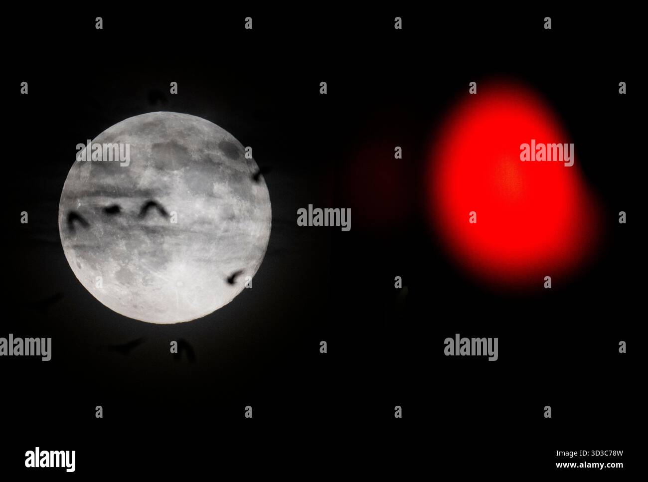 05 November 2025, Hesse, Frankfurt/Main: Crows fly past the full moon ...