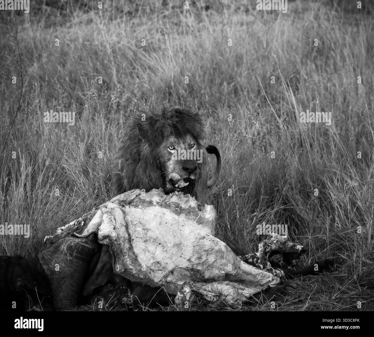 Powerful lion devouring its recent kill in a grassy savannah ...