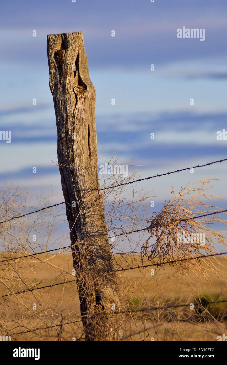Tumbleweed stuck in fence hi-res stock photography and images - Alamy