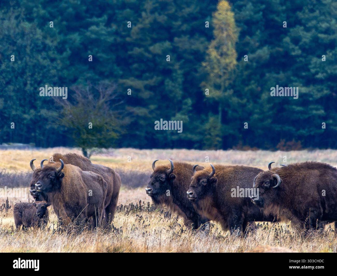 Components of a herd of European Bison in the Bialowieza National Park ...