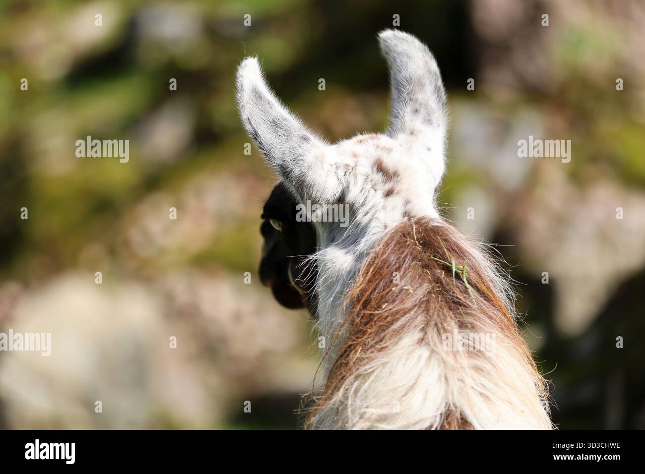 Back of llamas head hi-res stock photography and images - Alamy