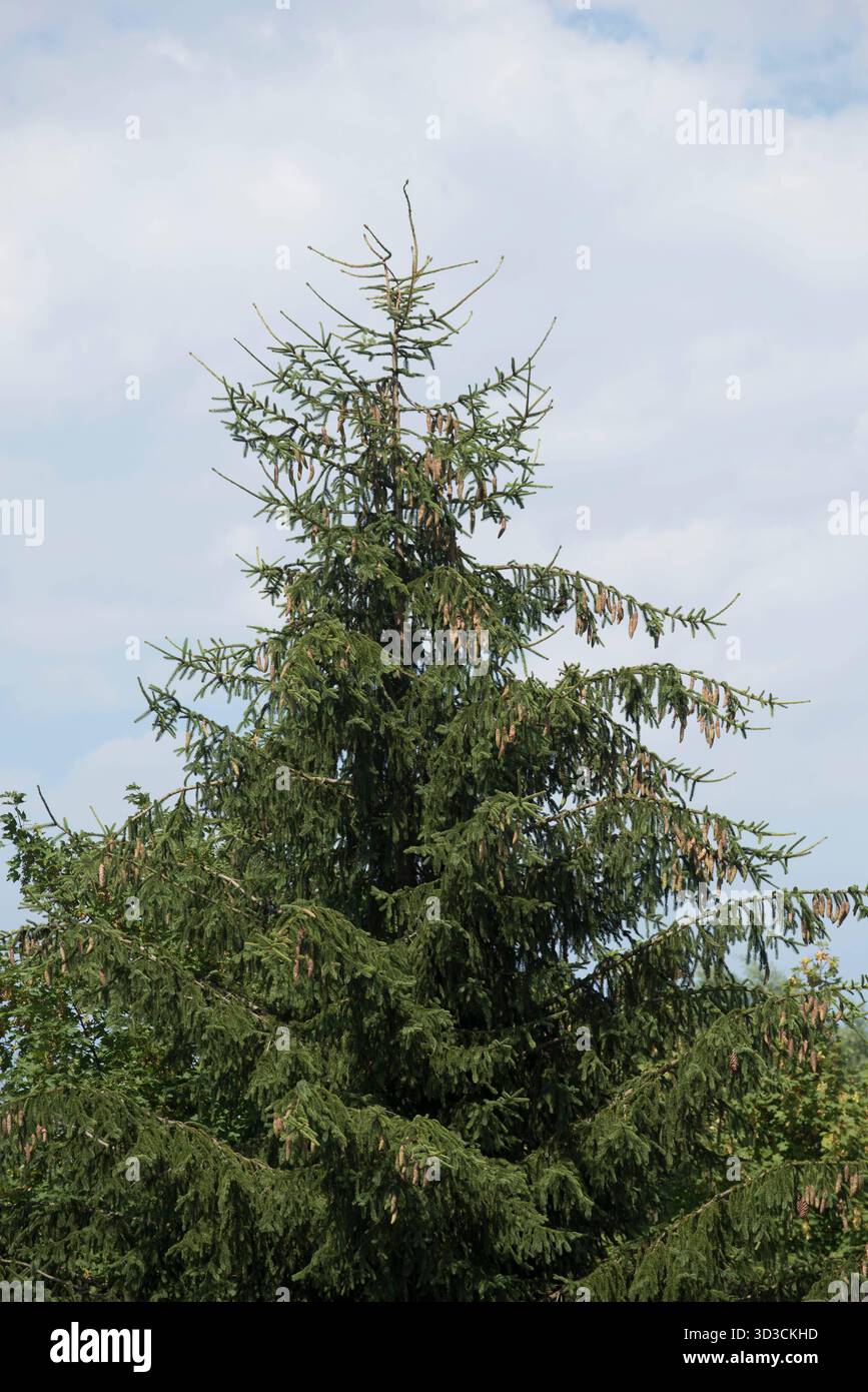 spruce trees with green needle leaves standing in a forest spruce trees ...