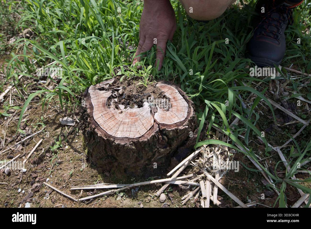 Baumpilzes hi-res stock photography and images - Alamy