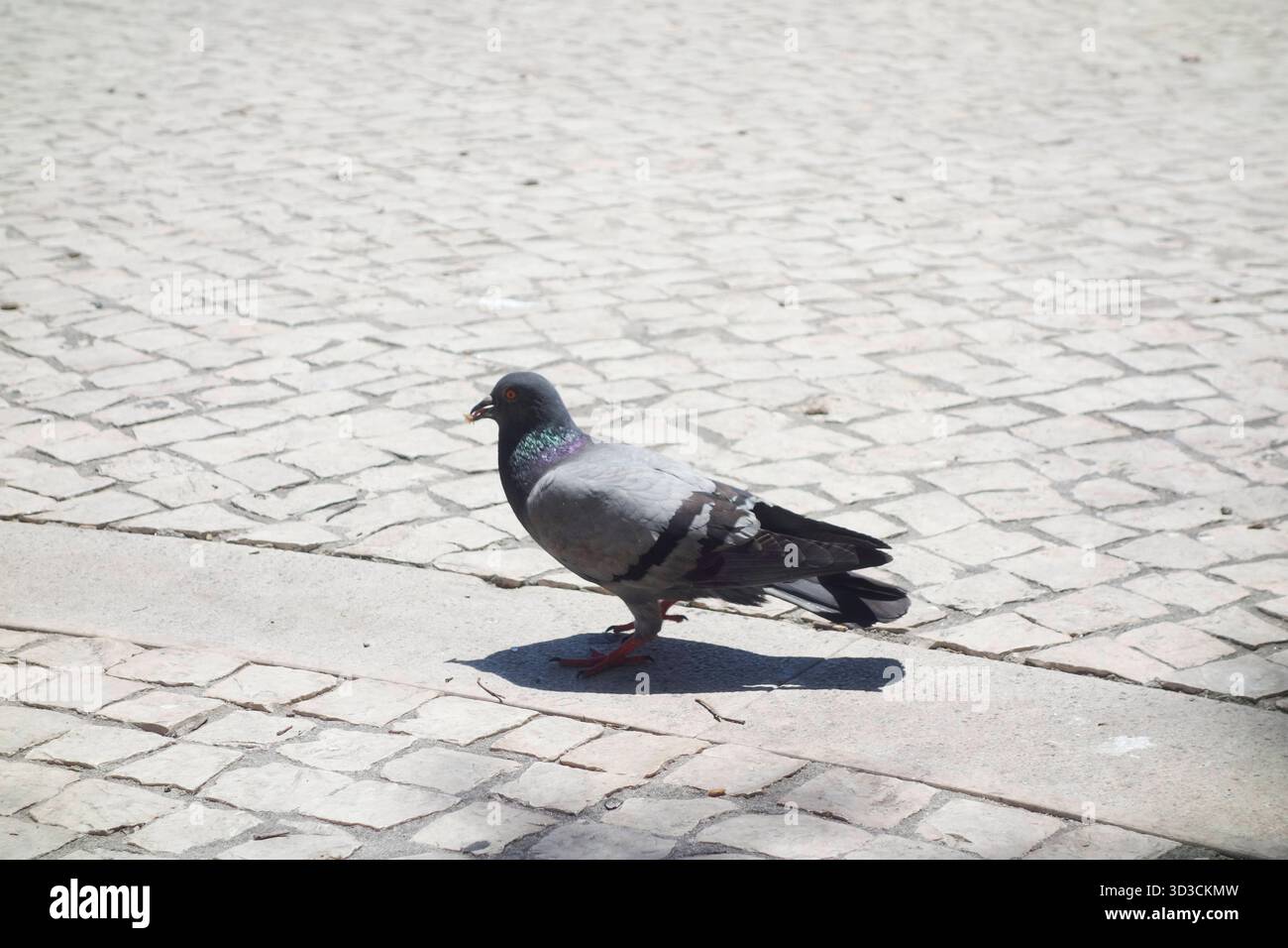 pigeon or dove, a flying feathered animal in the city pigeon or dove ...