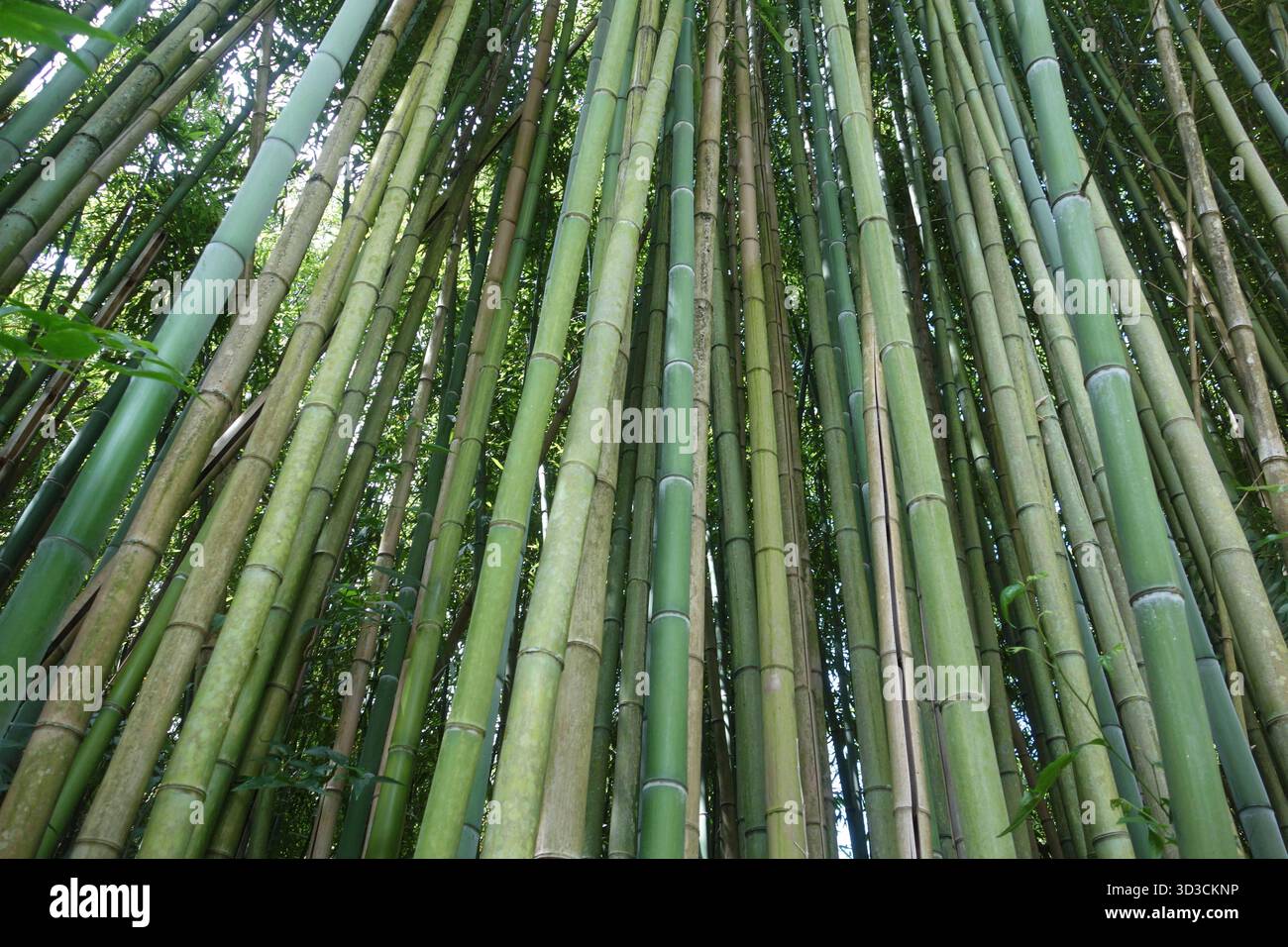 bamboo plants, evergreen perennial flowering plants of the grass family ...