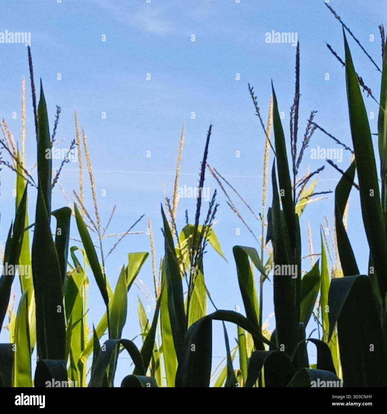 a corn field or maize field in agricultural cultivation and production ...