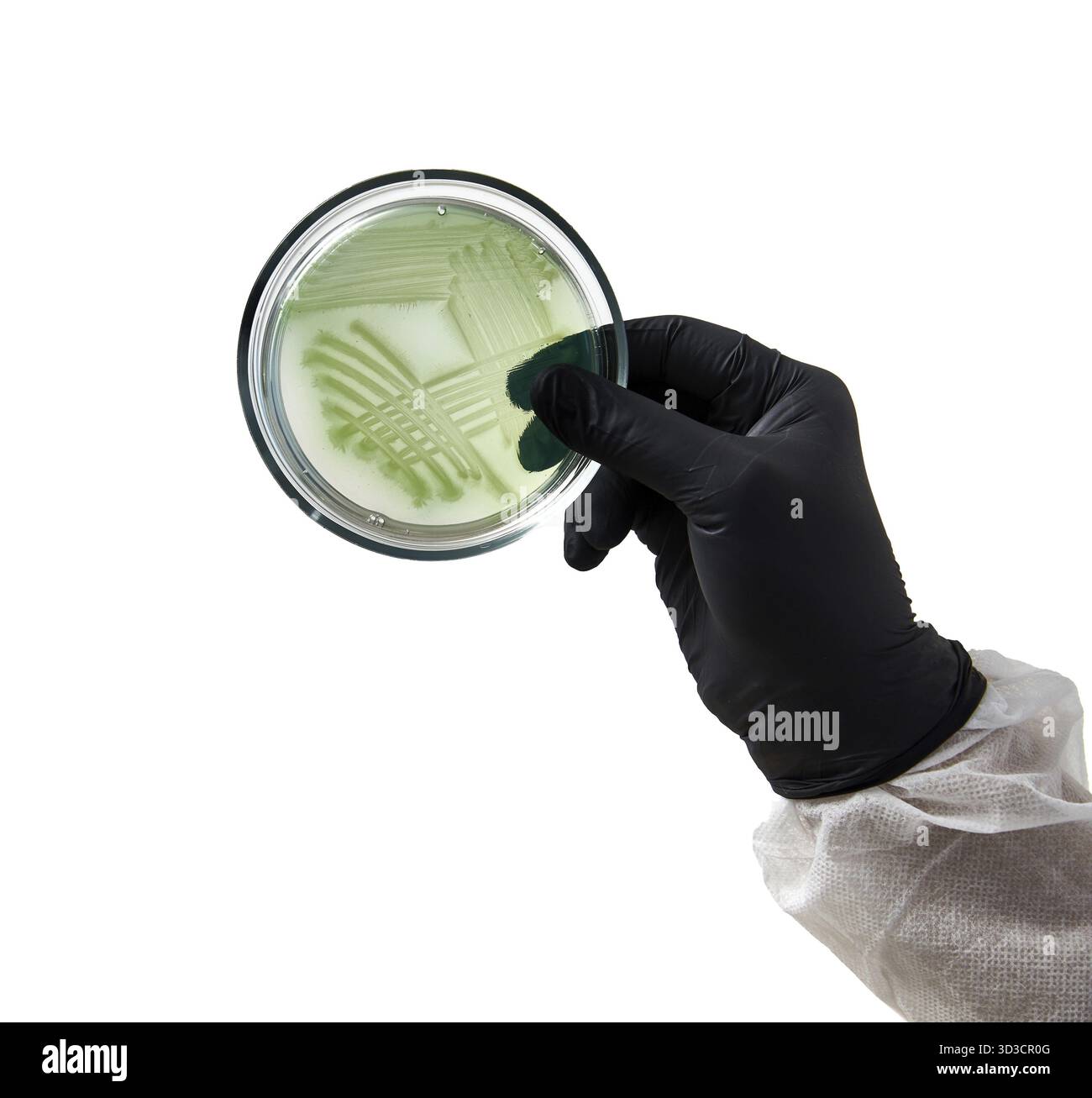 Chemist wearing gloves at laboratory. testing process with glass plate ...
