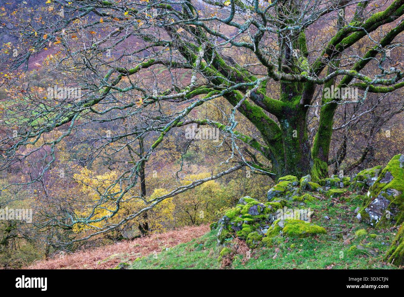 Temperate rainforest woodland scenes in the valley of Borrowdale in the ...