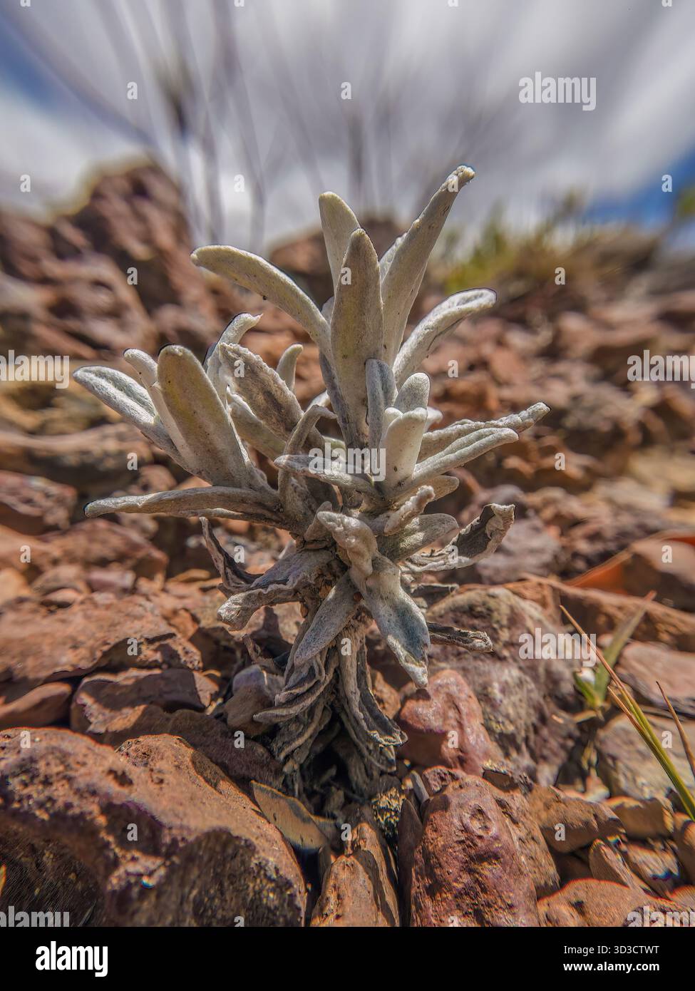 A macela plant growing in the dried ground of the La Candelaria desert ...