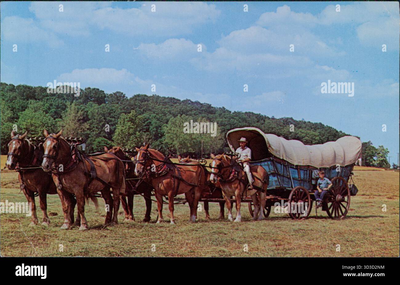 Postcard of a historic Conestoga wagon drawn by a team of Belgians at ...