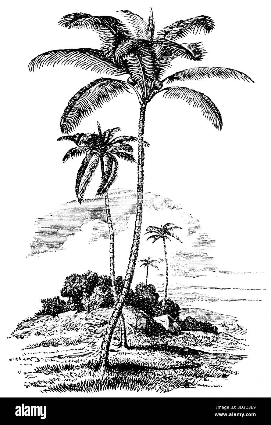 Palm tree water plants Cut Out Stock Images & Pictures - Alamy