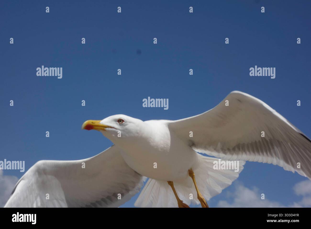 gull or seagull a seabird known for their squawking calls gull or ...