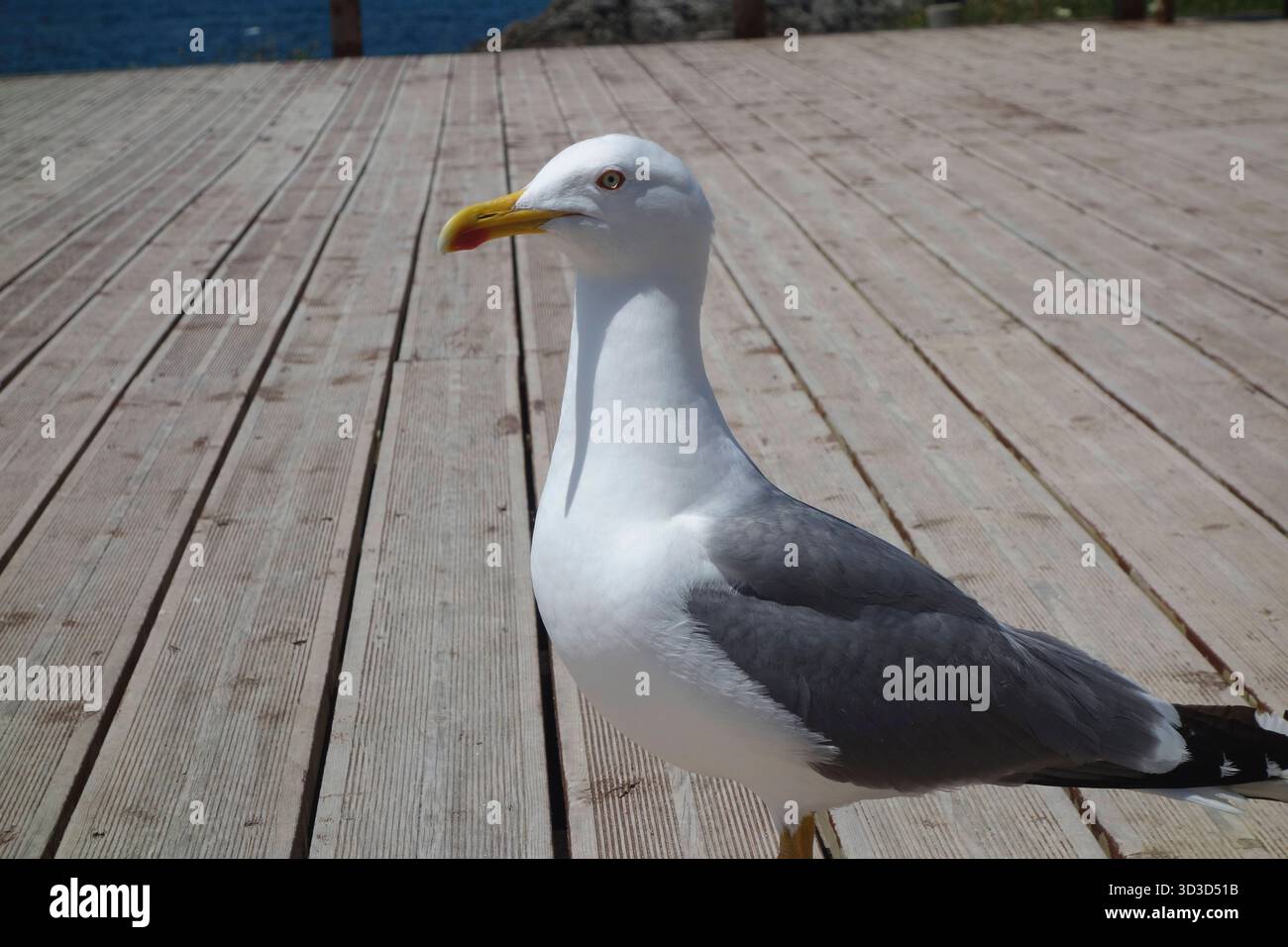 gull or seagull a seabird known for their squawking calls gull or ...
