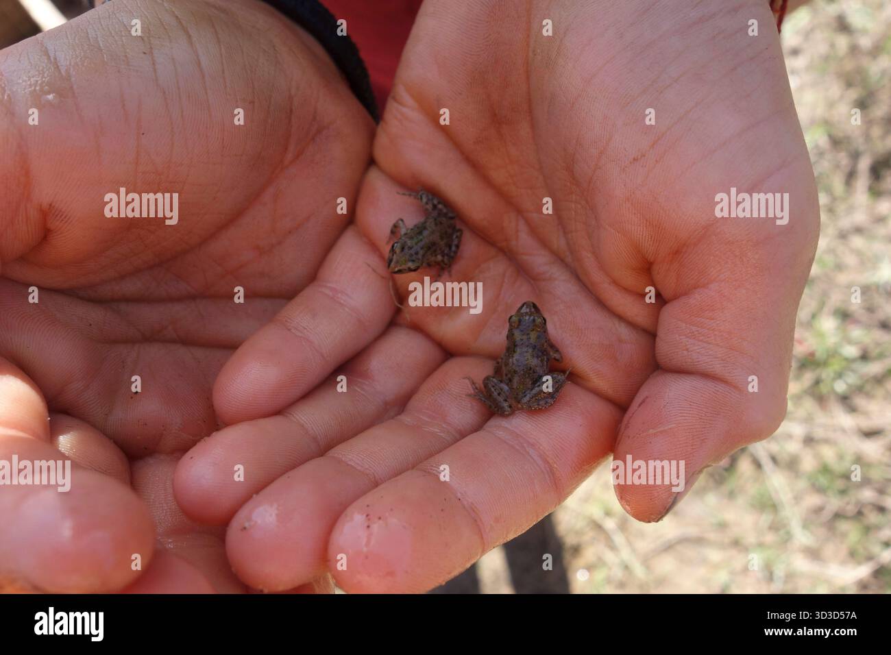 there was always a strong bond between animals and humans a strong bond ...
