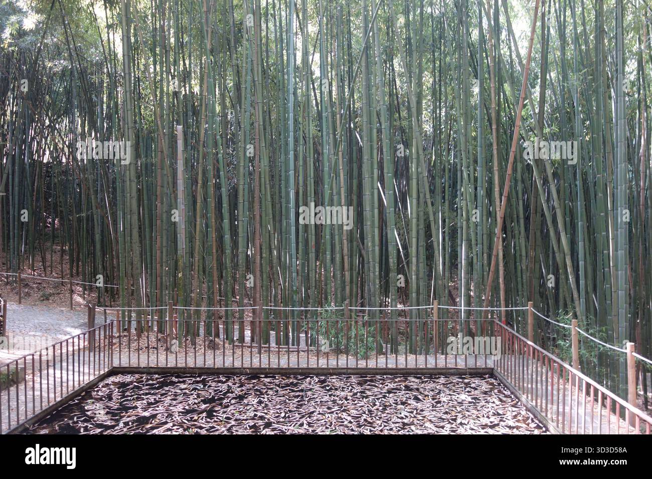 bamboo plants, evergreen perennial flowering plants of the grass family ...