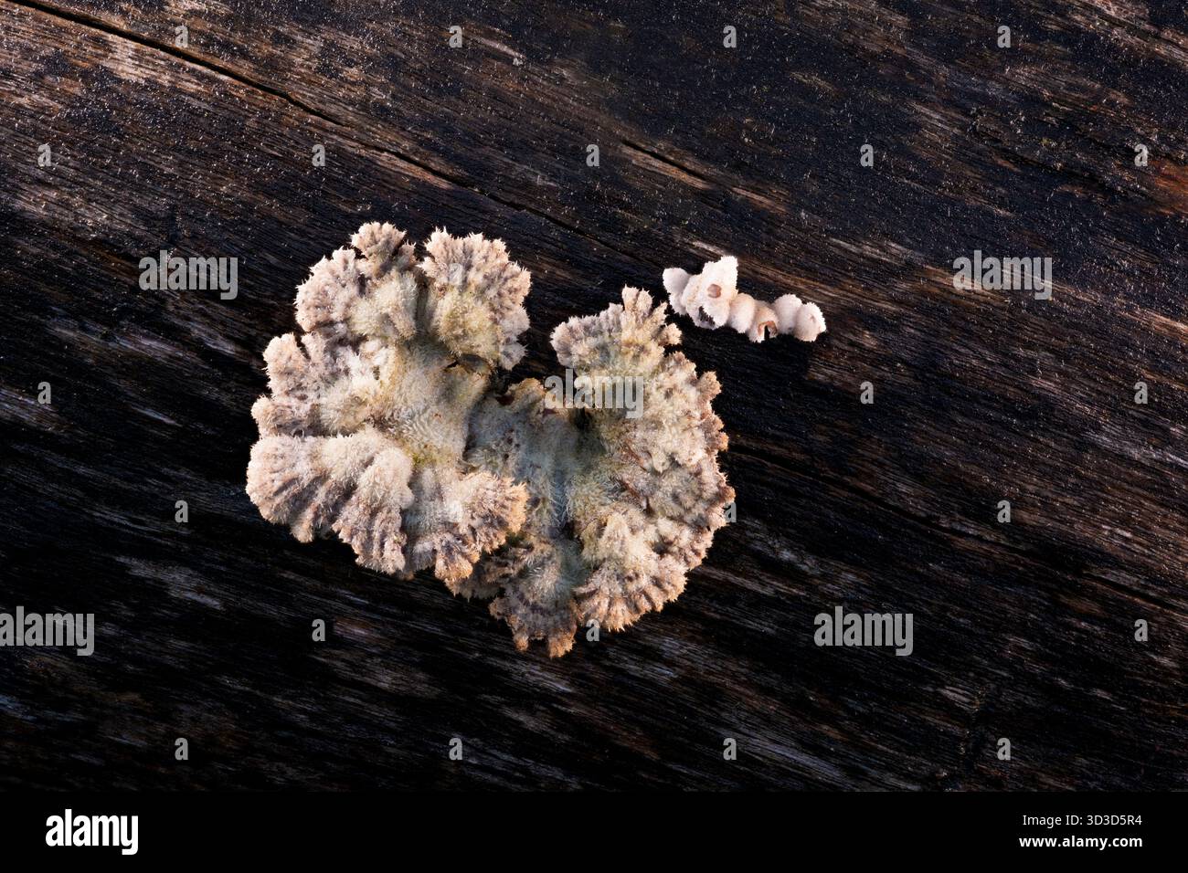 Chinese fan fungi hi-res stock photography and images - Alamy