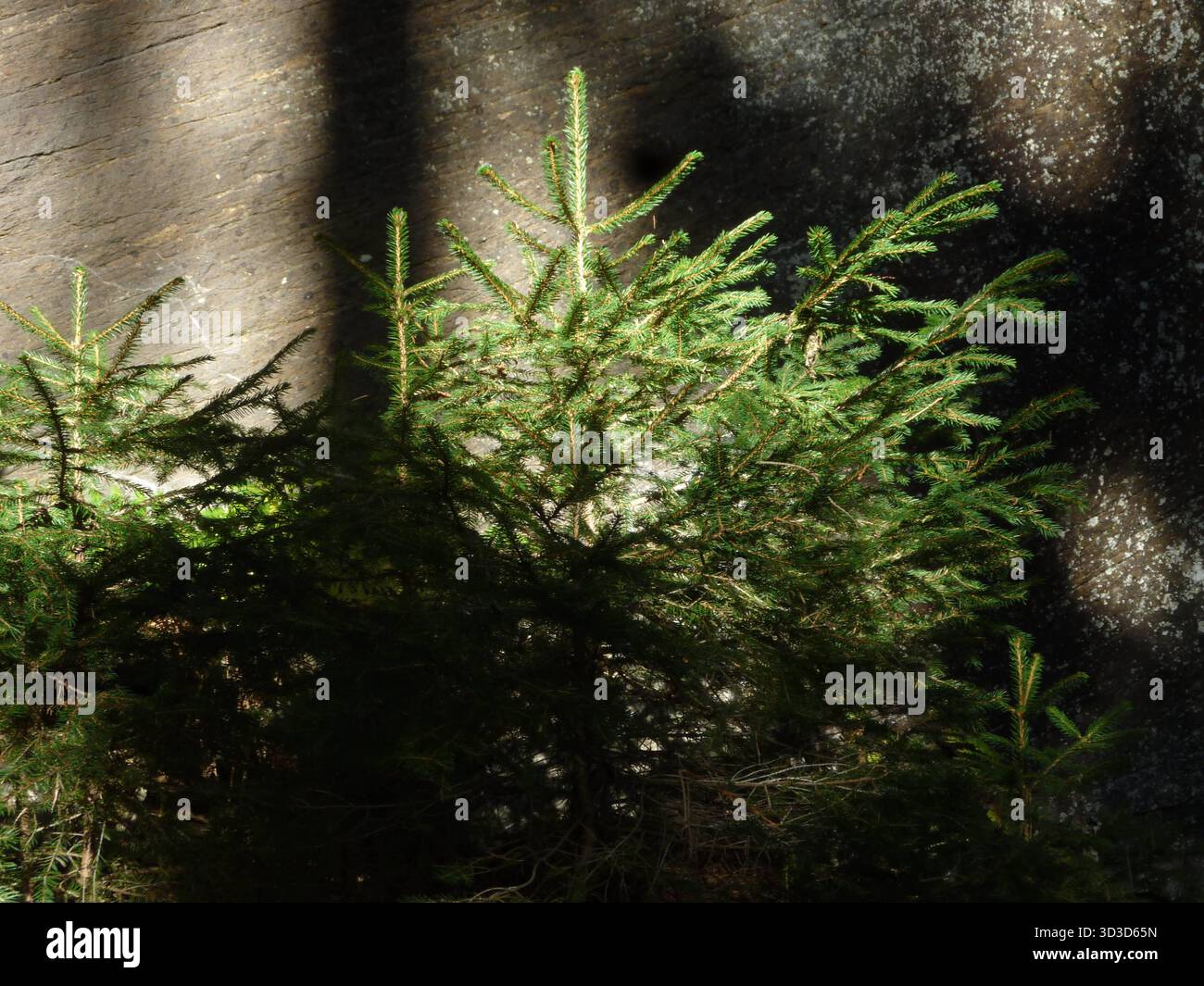 spruce trees with green needle leaves standing in a forest spruce trees ...