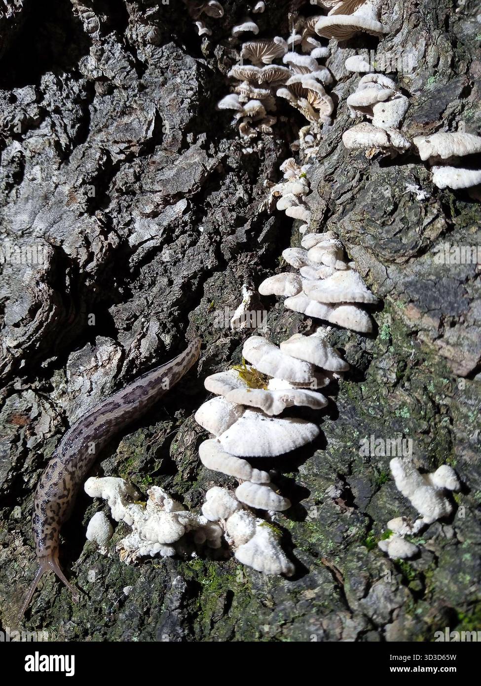 parasites in trees by fungi in nature, pest infestation in the forest ...