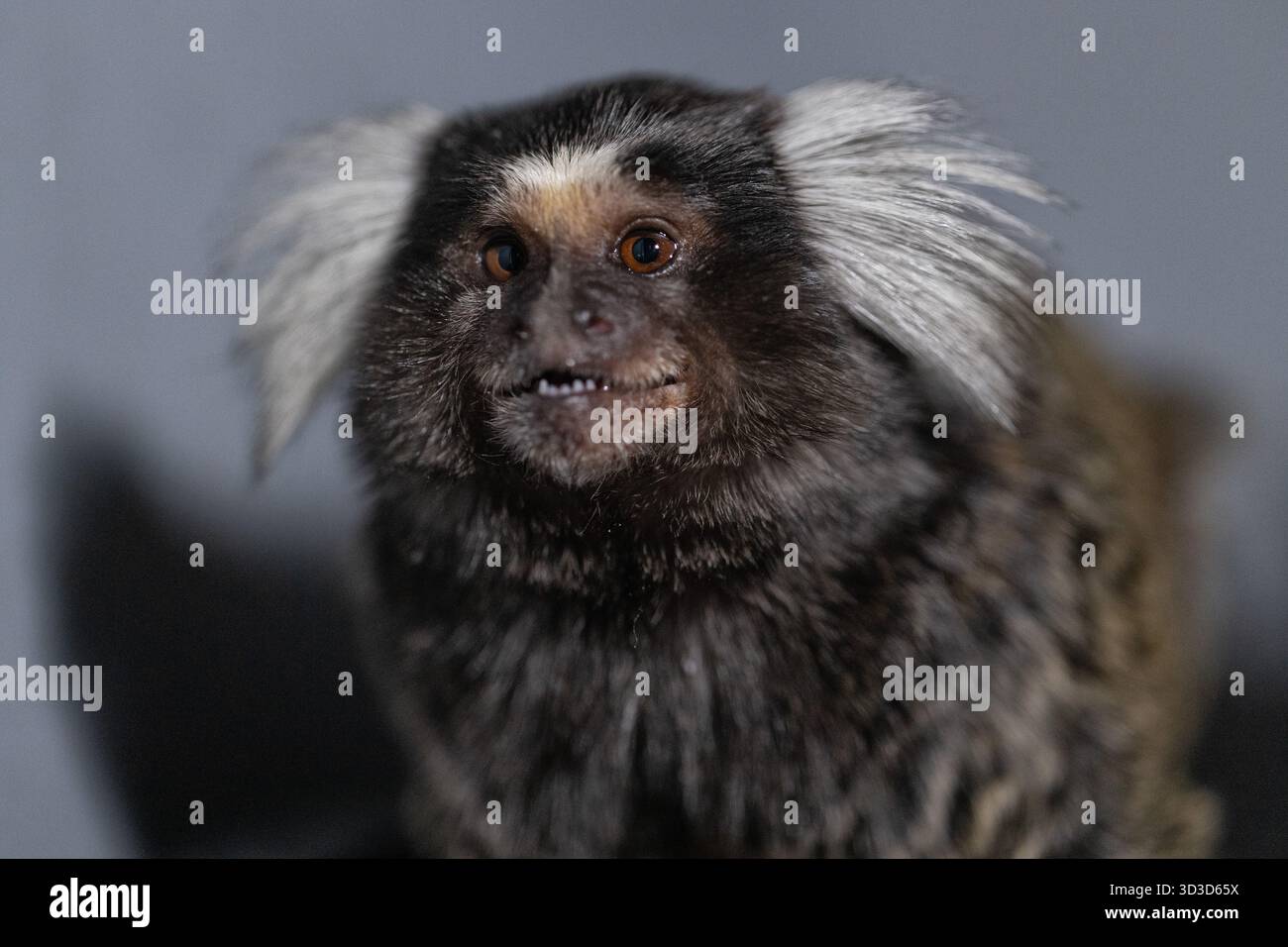 Creatures face displays hi-res stock photography and images - Alamy