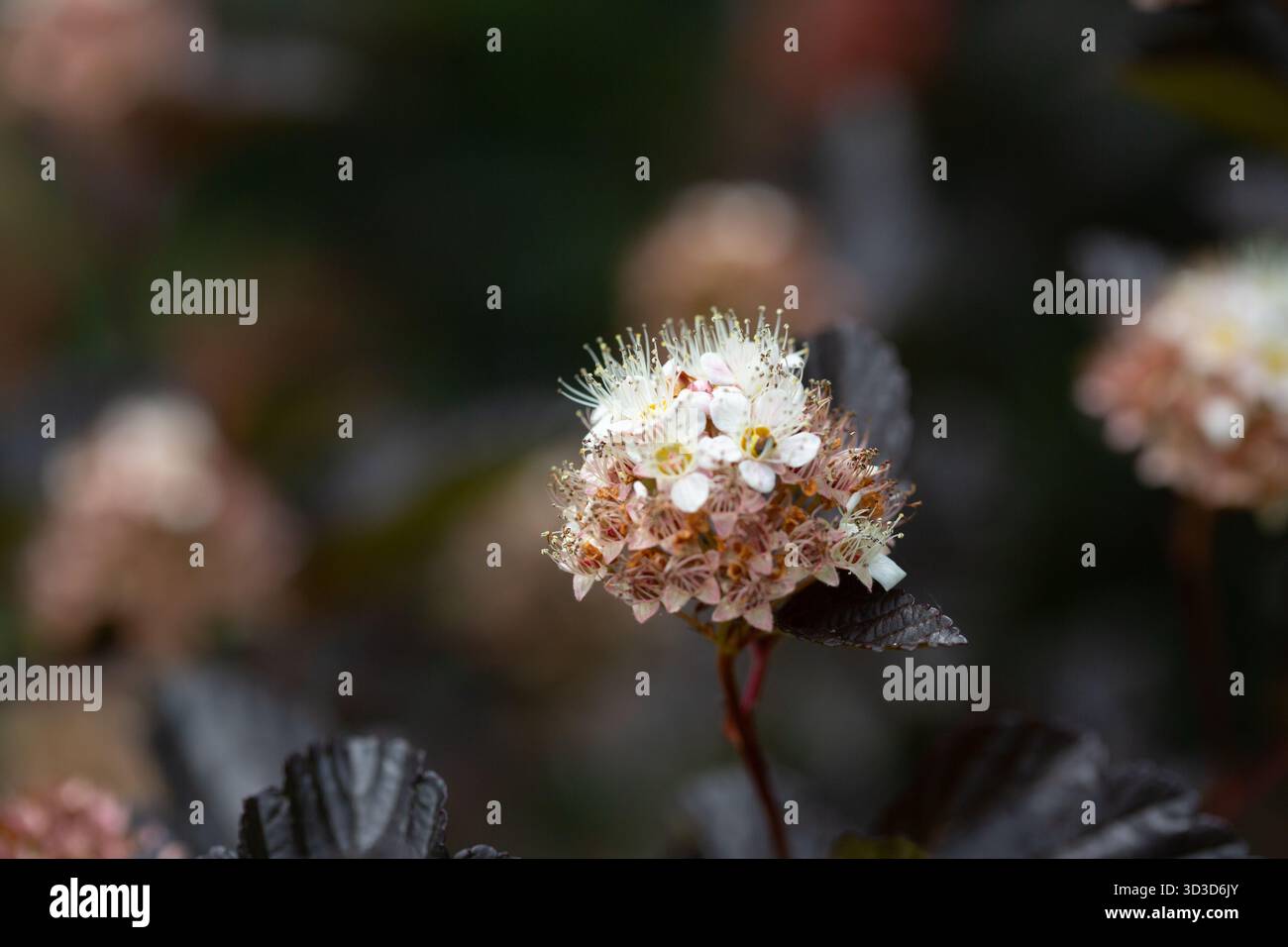 physocarpus opulifolius red baron shrub with tiny flowers Stock Photo ...