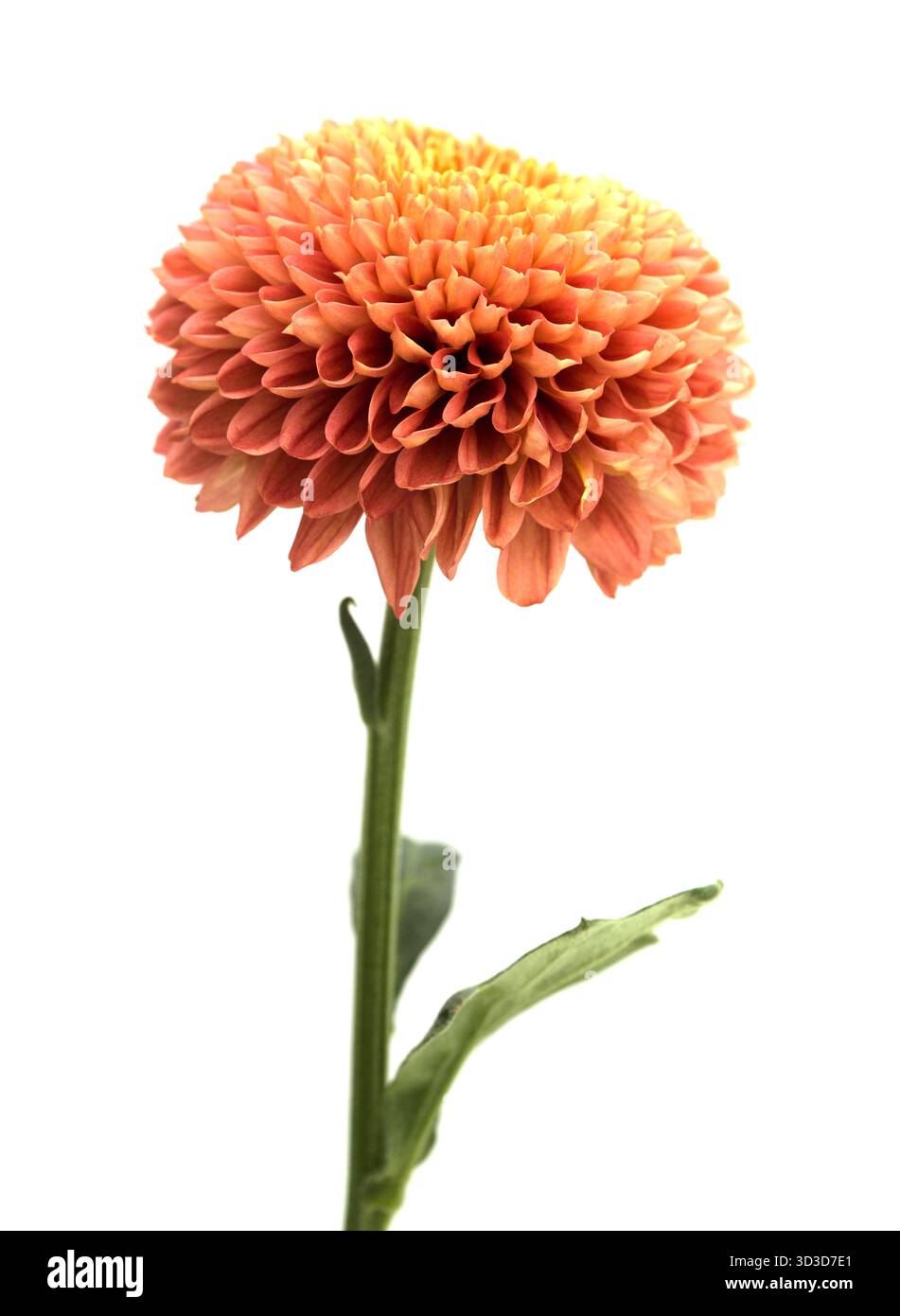 Different colored mums Cut Out Stock Images & Pictures - Alamy
