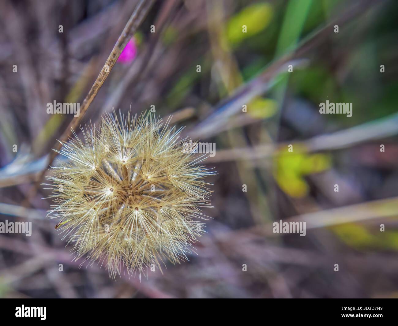 Poreleaf herb seed head parachutes; wide angle macrophotography ...