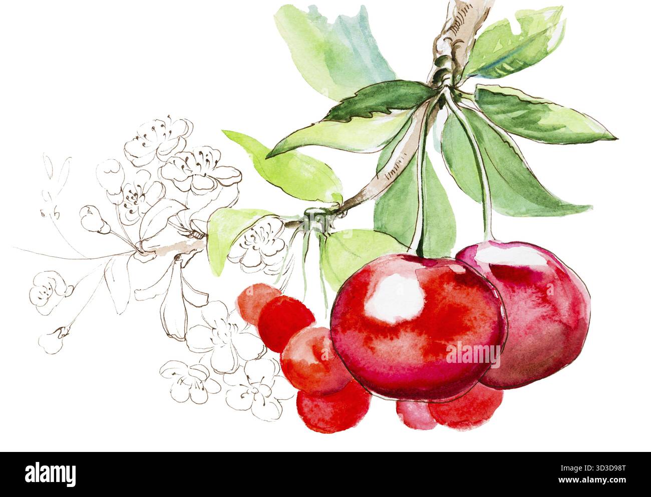Cherry hand drawn drawing Cut Out Stock Images & Pictures - Alamy