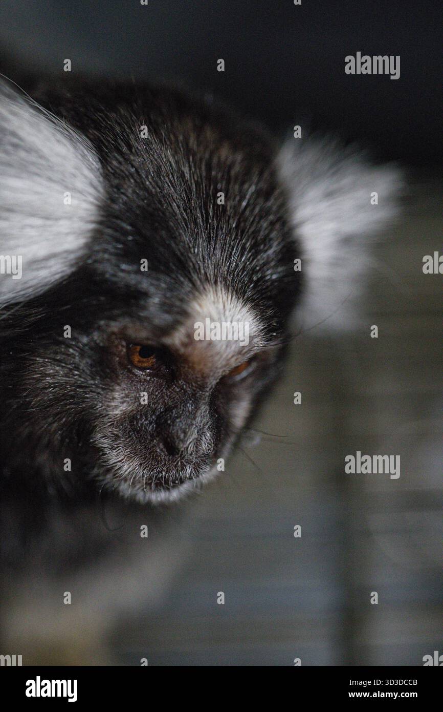 marmoset with fluffy white ears and dark fur is captured in a close up ...