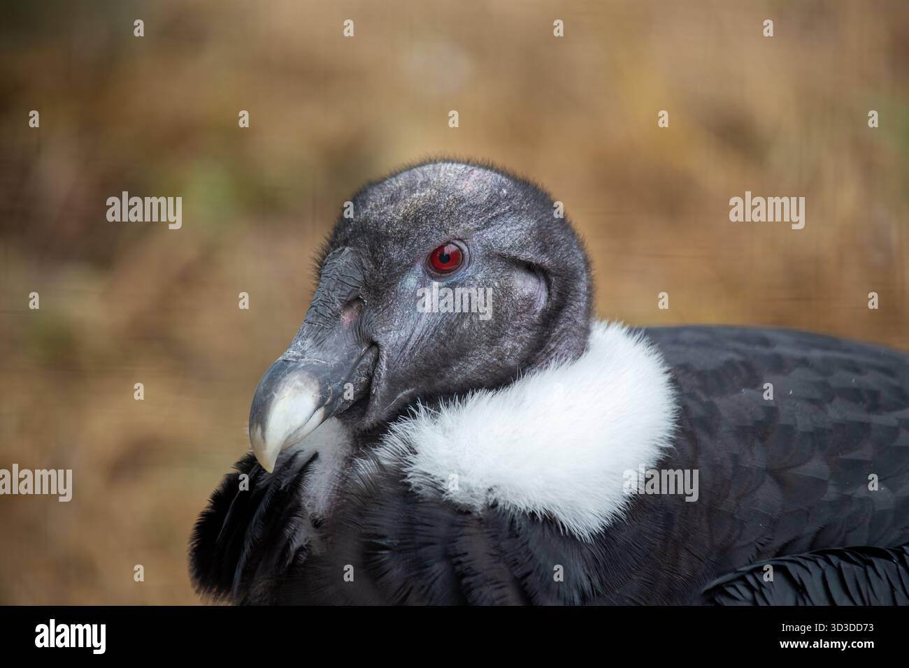 A majestic large vulture with black plumage and white neck ruff seen ...