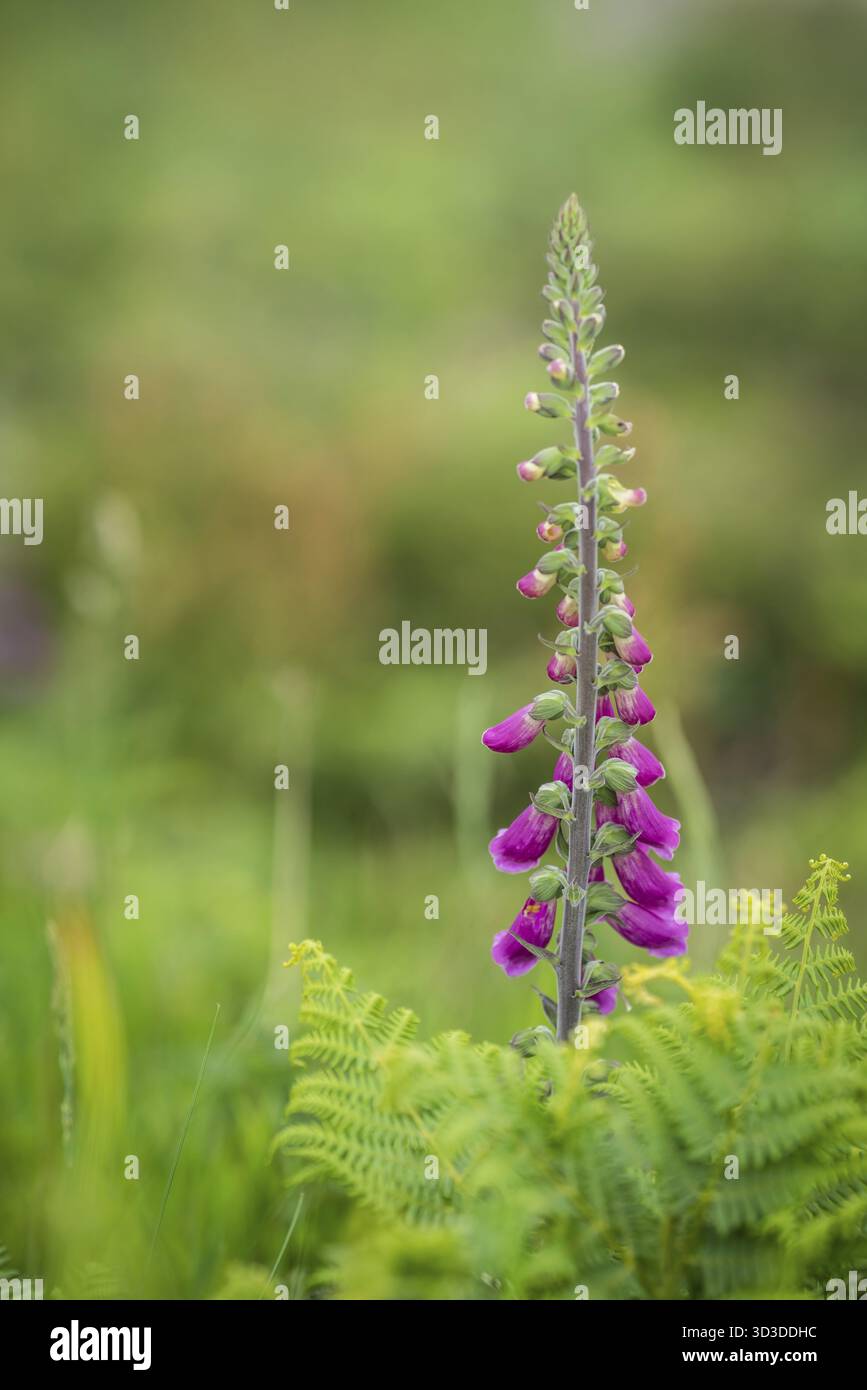 Foxglove flower growing on a meadow on the Cornish coastal path ...