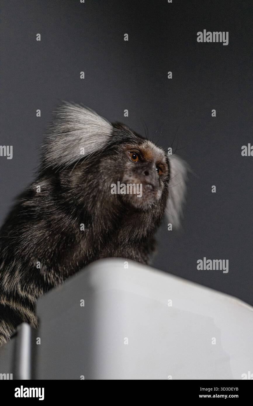 Primate room hi-res stock photography and images - Alamy