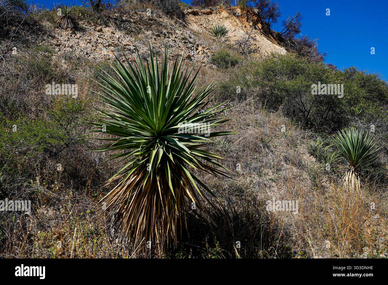 Agave, Maguey, in the Sierra la Elenita in Cananea, Sonora, Mexico ...