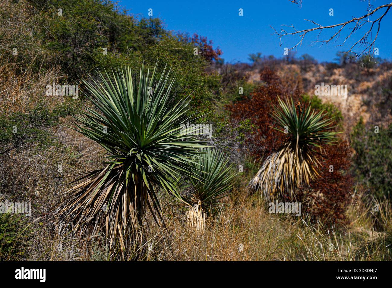 Agave, Maguey, in the Sierra la Elenita in Cananea, Sonora, Mexico ...
