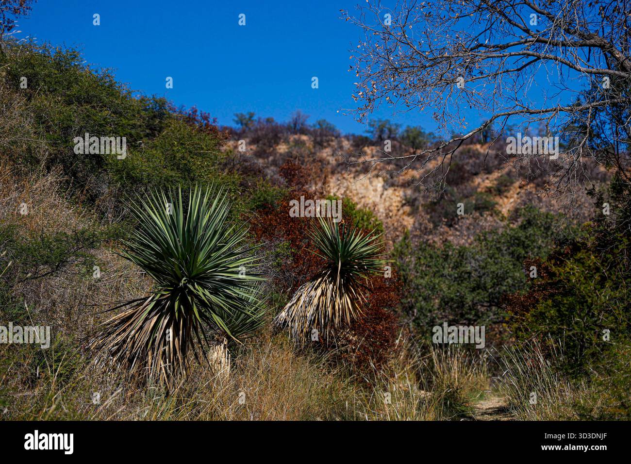 Agave, Maguey, in the Sierra la Elenita in Cananea, Sonora, Mexico ...