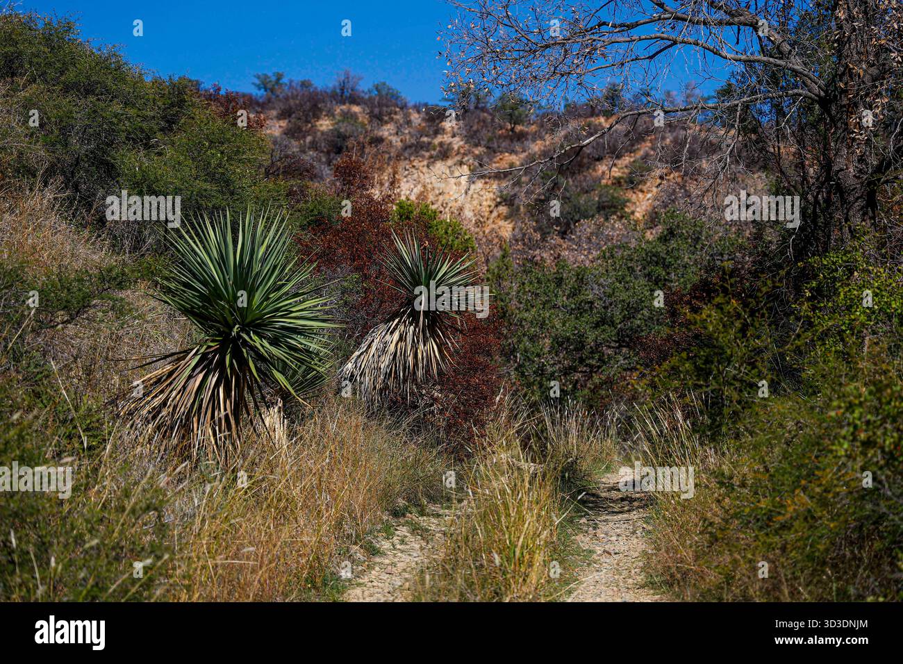 Agave, Maguey, in the Sierra la Elenita in Cananea, Sonora, Mexico ...
