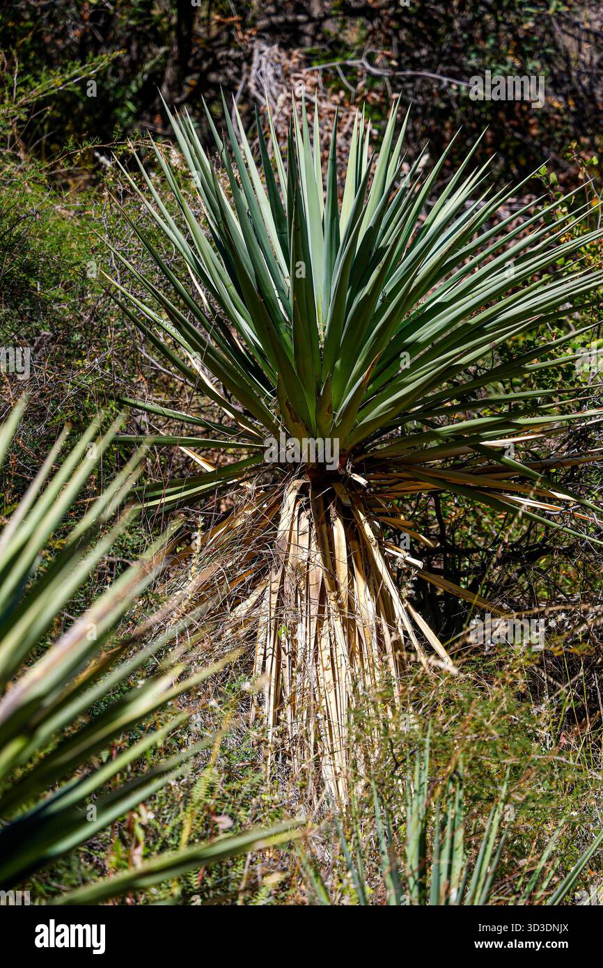 Agave, Maguey, in the Sierra la Elenita in Cananea, Sonora, Mexico ...