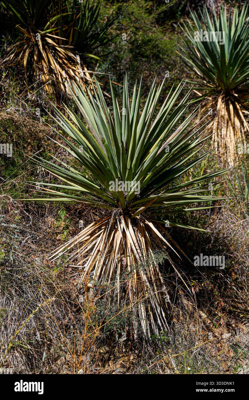 Agave, Maguey, in the Sierra la Elenita in Cananea, Sonora, Mexico ...