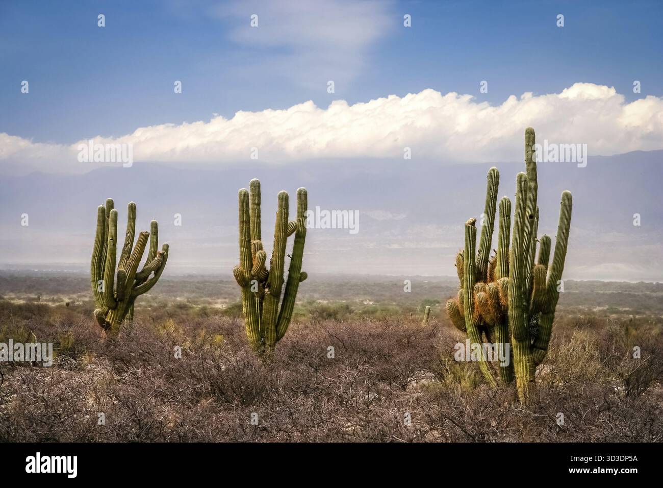Three cactuses in an empty pampa in argentinian north west Stock Photo ...