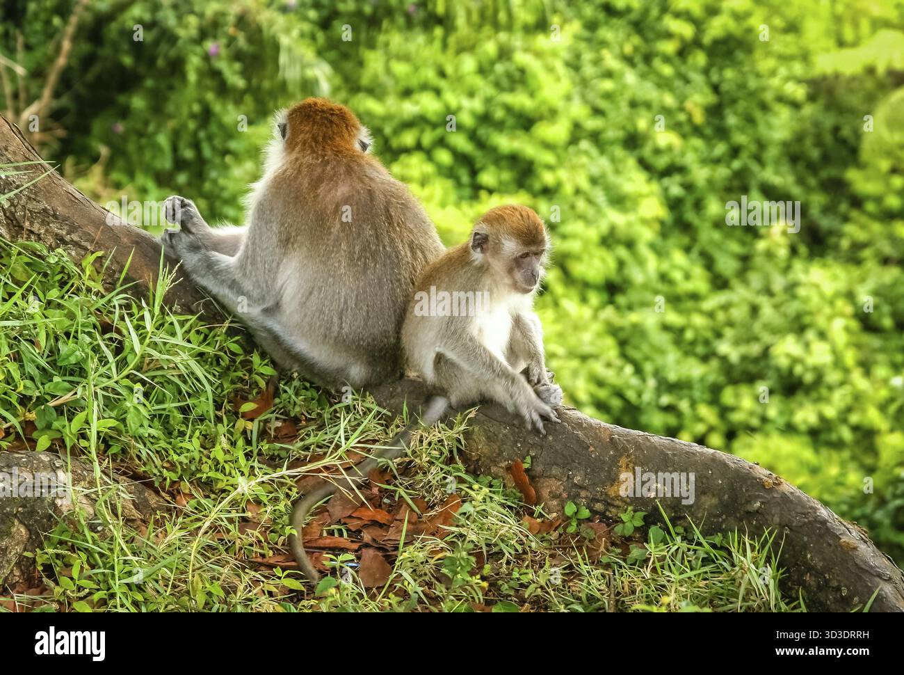 Indonesian macaques monkeys in the jungle in Sumatra Stock Photo - Alamy