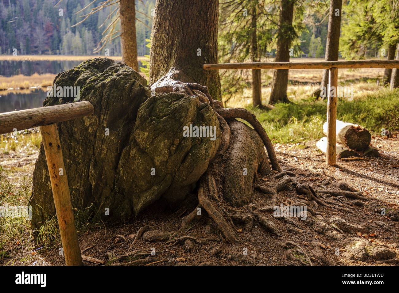 A massive tree root stretches across a rock on the shores of a ...