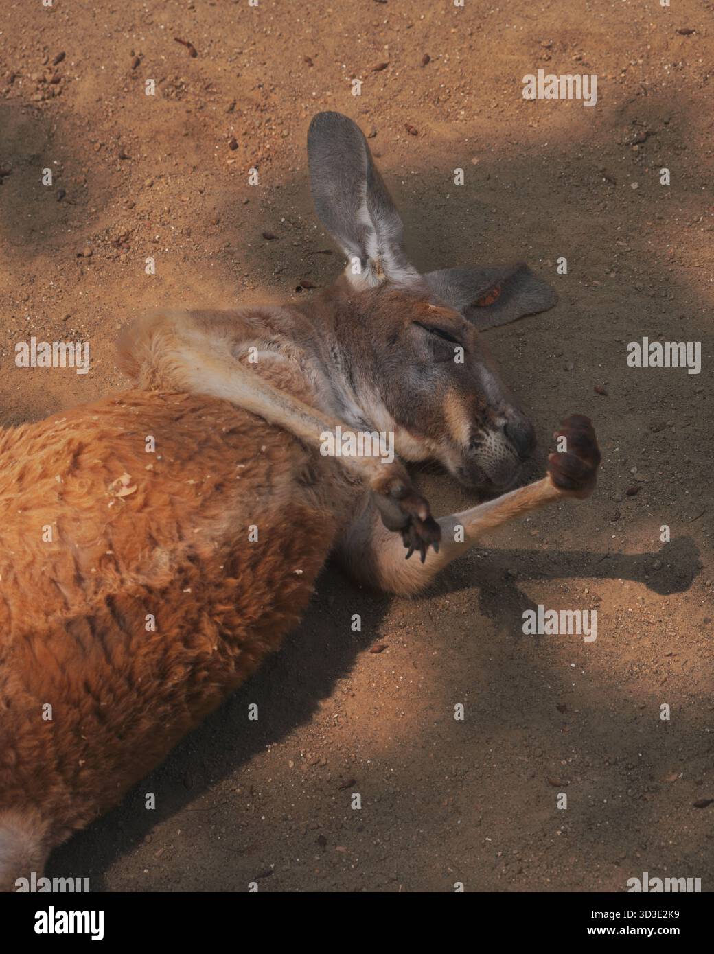 Kangaroo shadow hi-res stock photography and images - Alamy