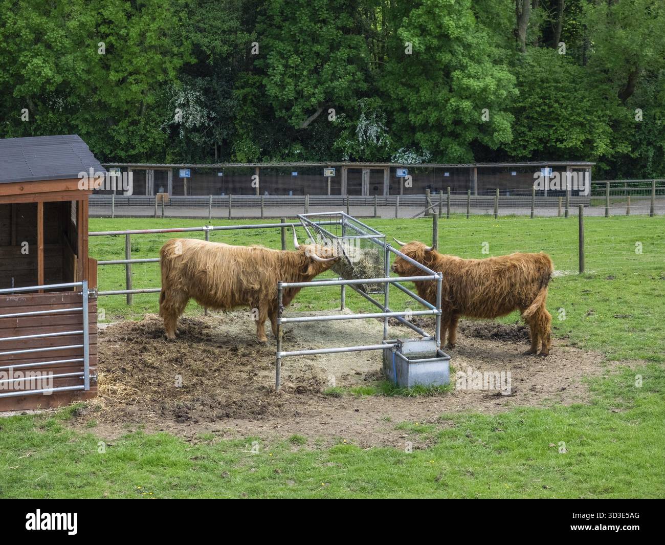 Two large Highland cows eating hay on a farm in Kent in summer Stock ...