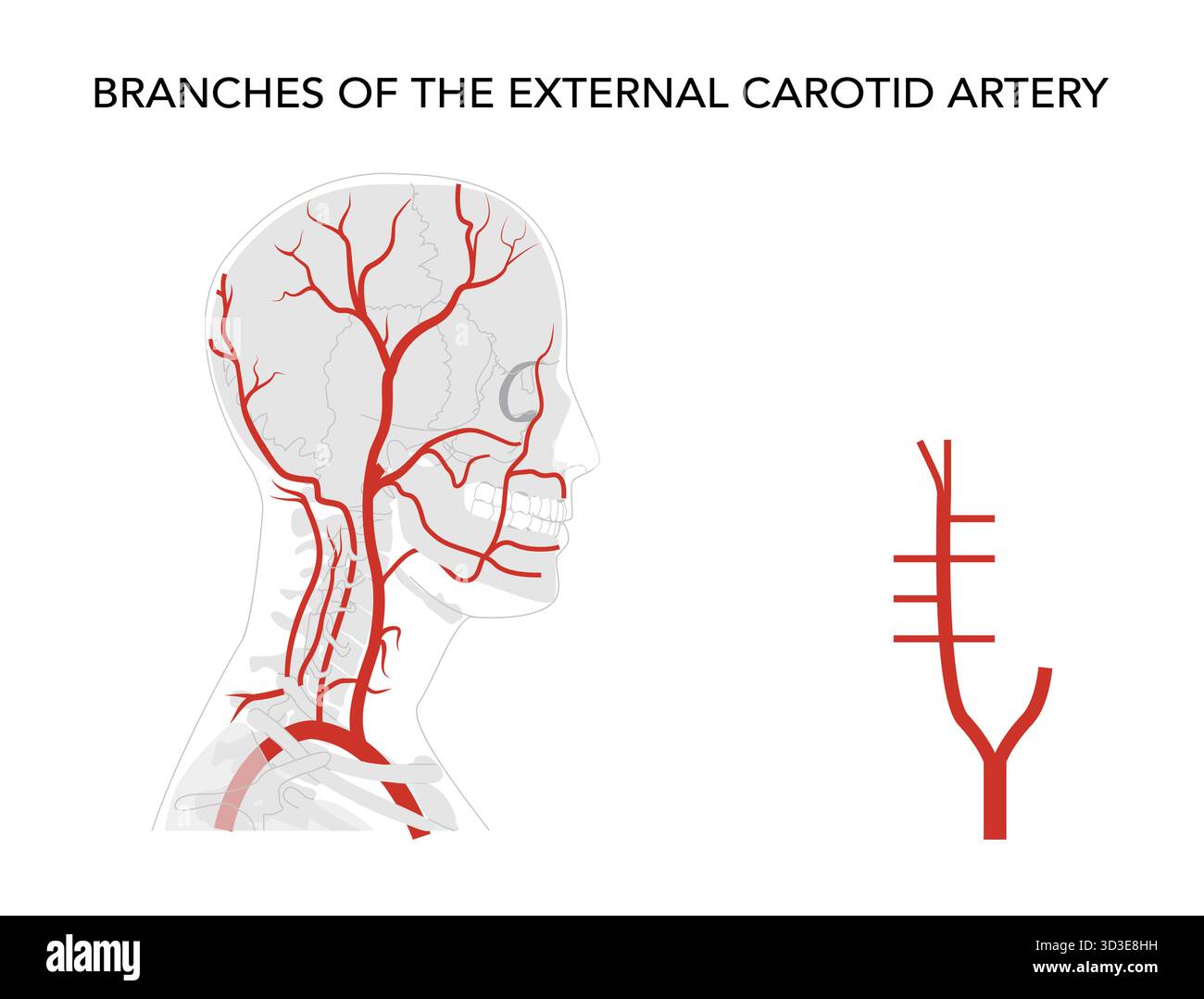 Human head arteries medical diagram, external carotid system branching ...