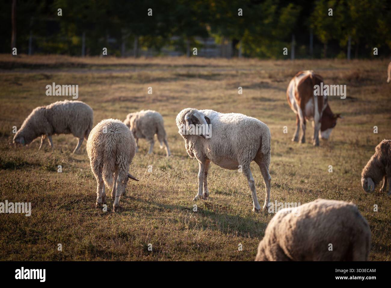 Pirotska pramenka hi-res stock photography and images - Alamy